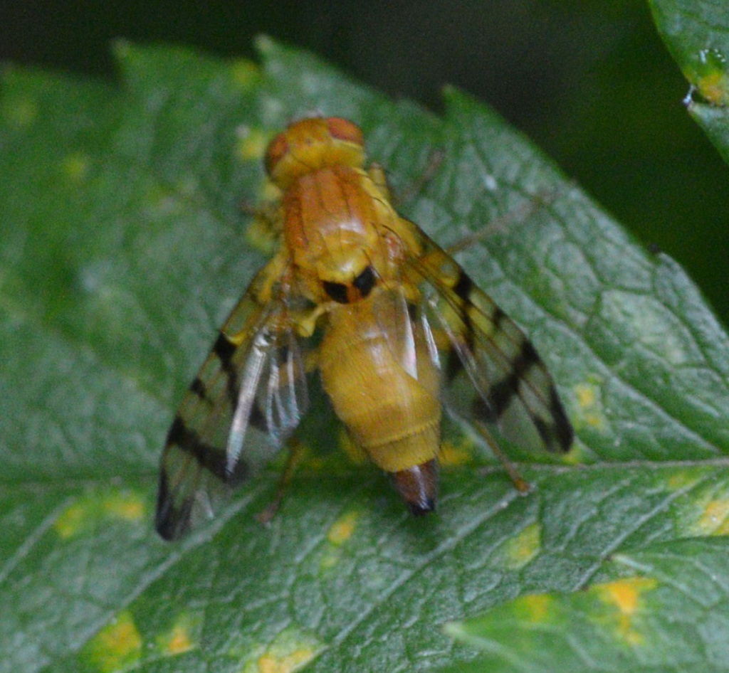 Rhagoletis alternata | NatureSpot