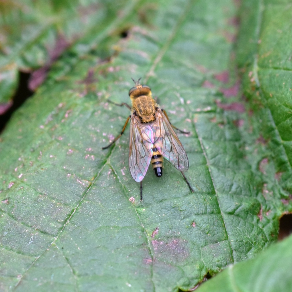 Thereva nobilitata | NatureSpot