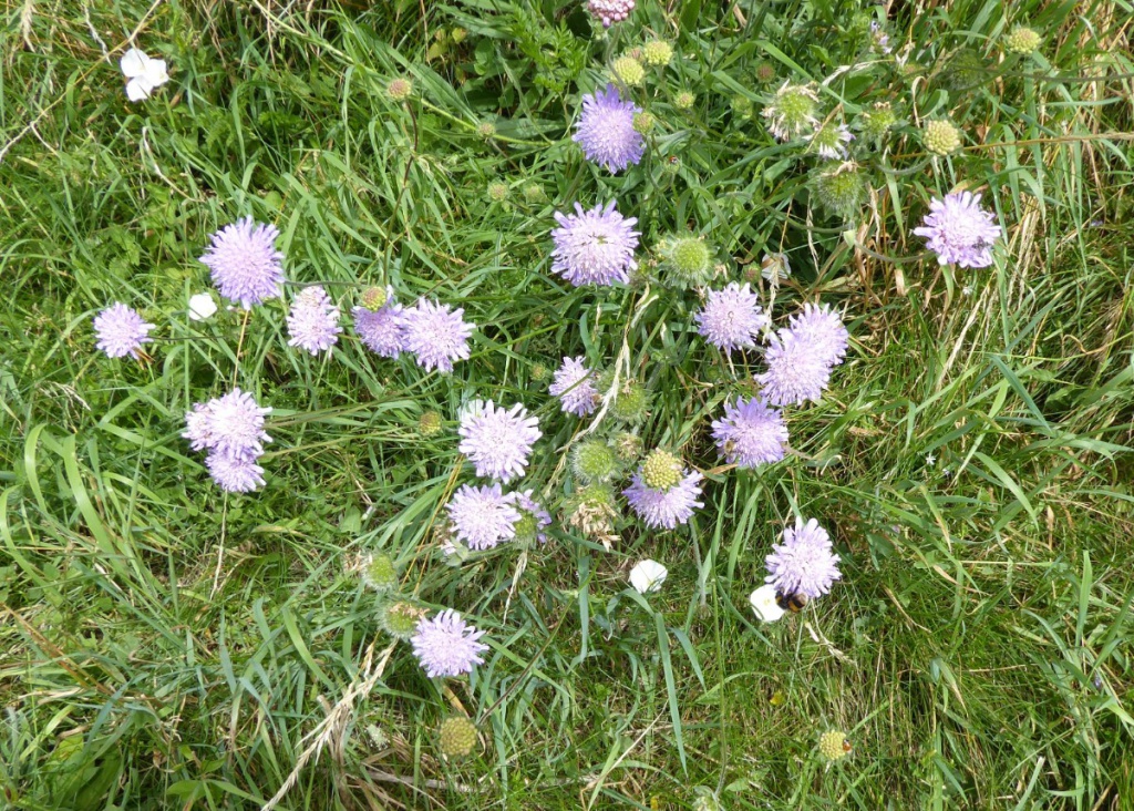 Field Scabious | NatureSpot