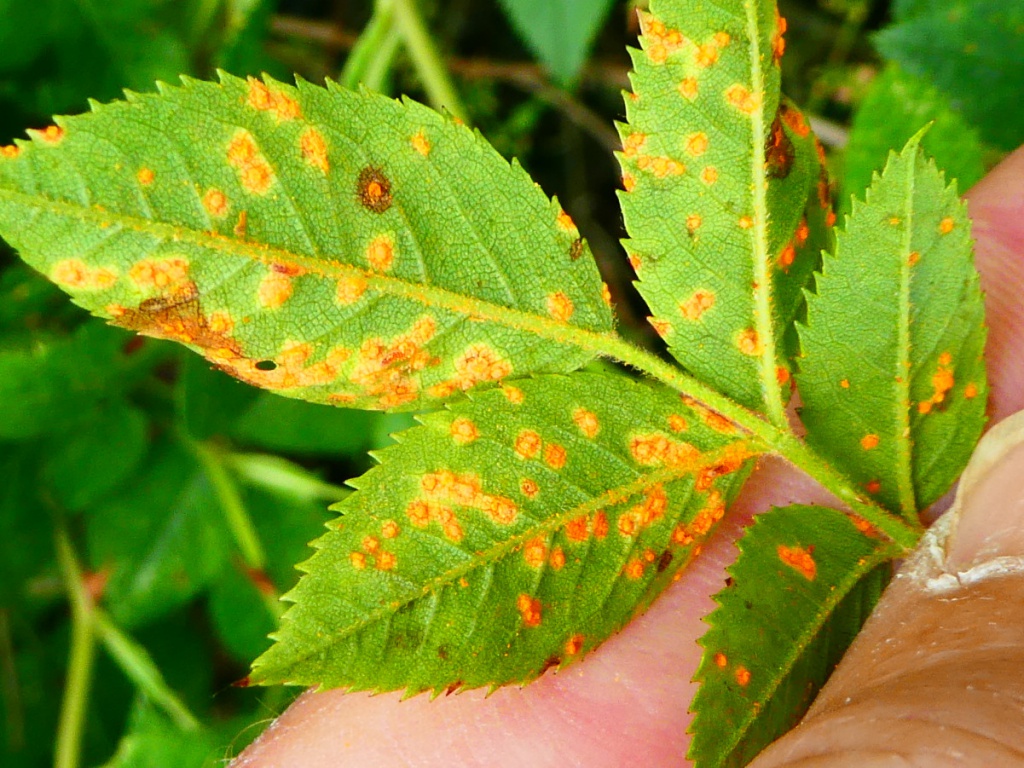 Rose Rust | NatureSpot