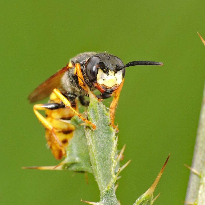 Bee Wolf | NatureSpot