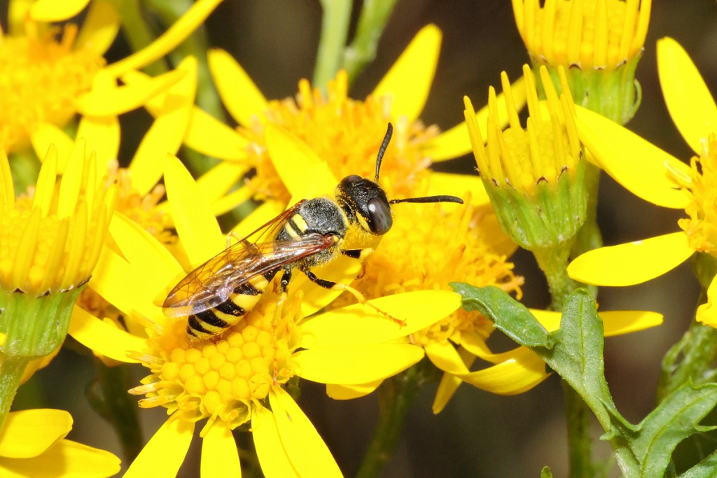 Bee Wolf | NatureSpot