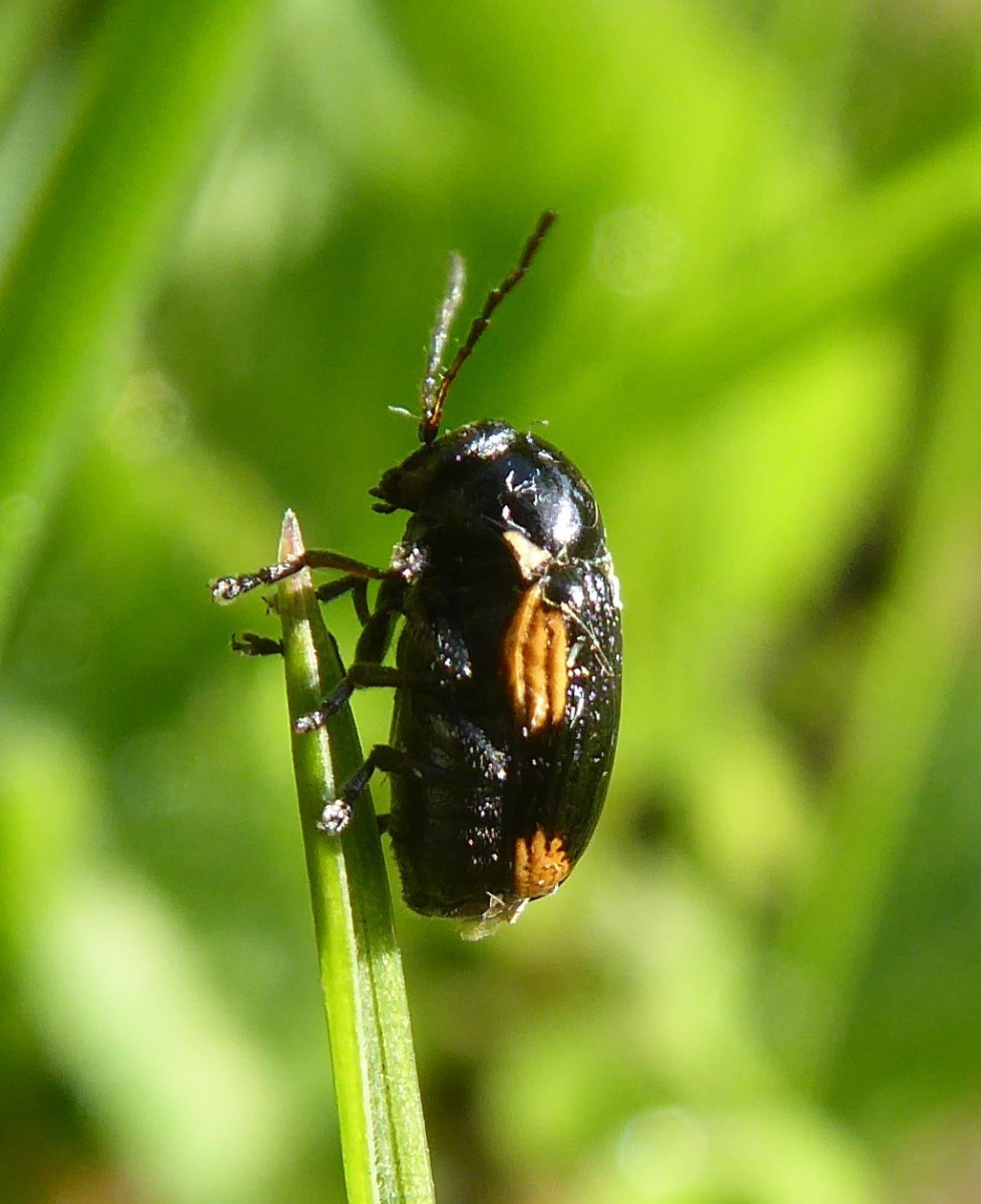 Cryptocephalus moraei | NatureSpot