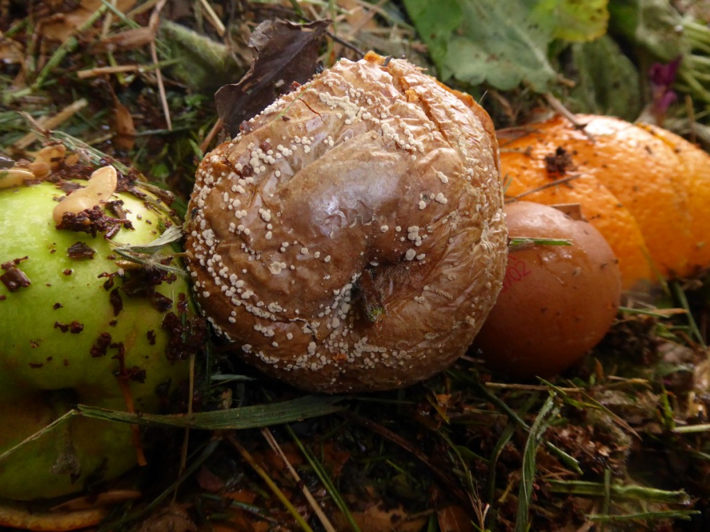 Monilinia fructigena | NatureSpot