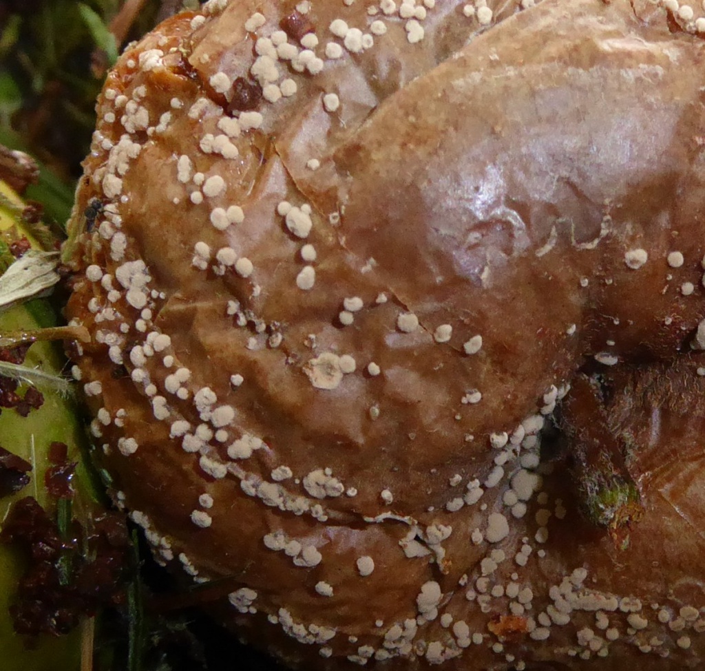 Monilinia fructigena | NatureSpot