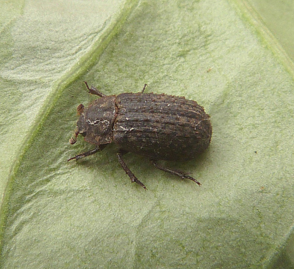 Trox scaber | NatureSpot