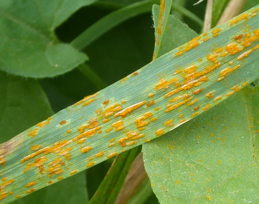 Stripe Rust | NatureSpot
