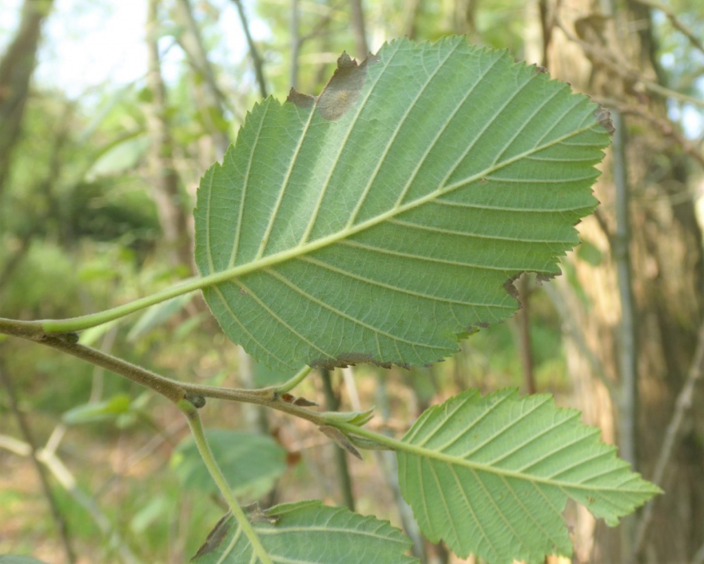 Grey Alder | NatureSpot