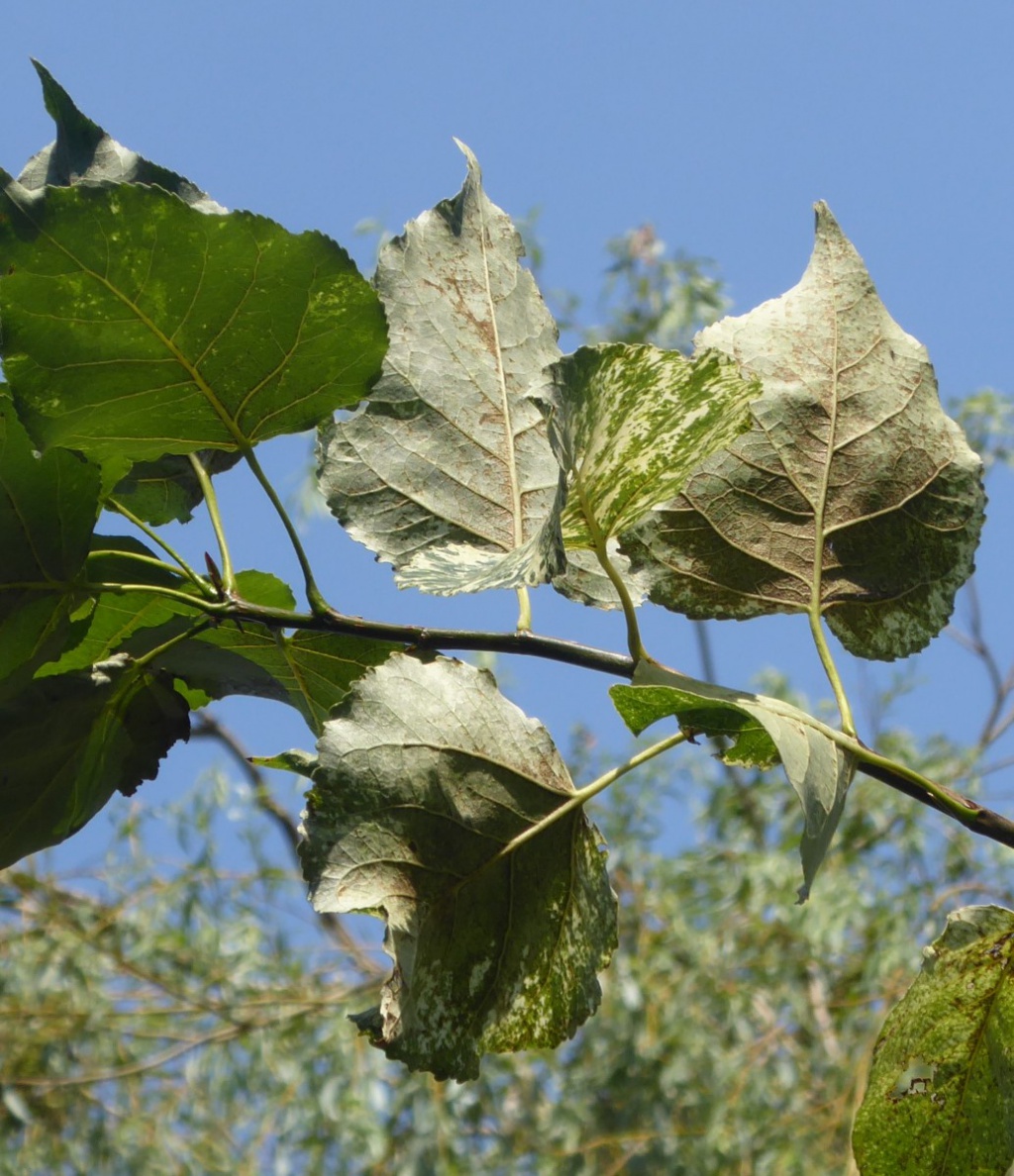 Balm-of-Gilead | NatureSpot