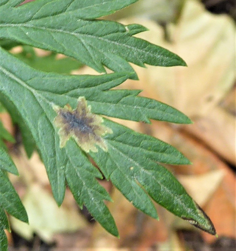 Trypeta artemisiae | NatureSpot