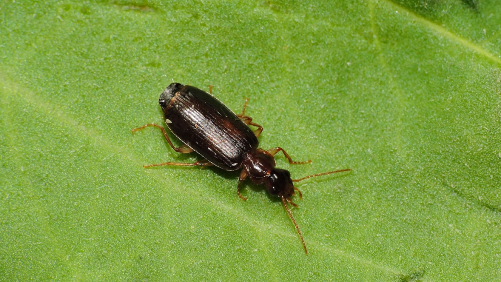 Dromius meridionalis | NatureSpot