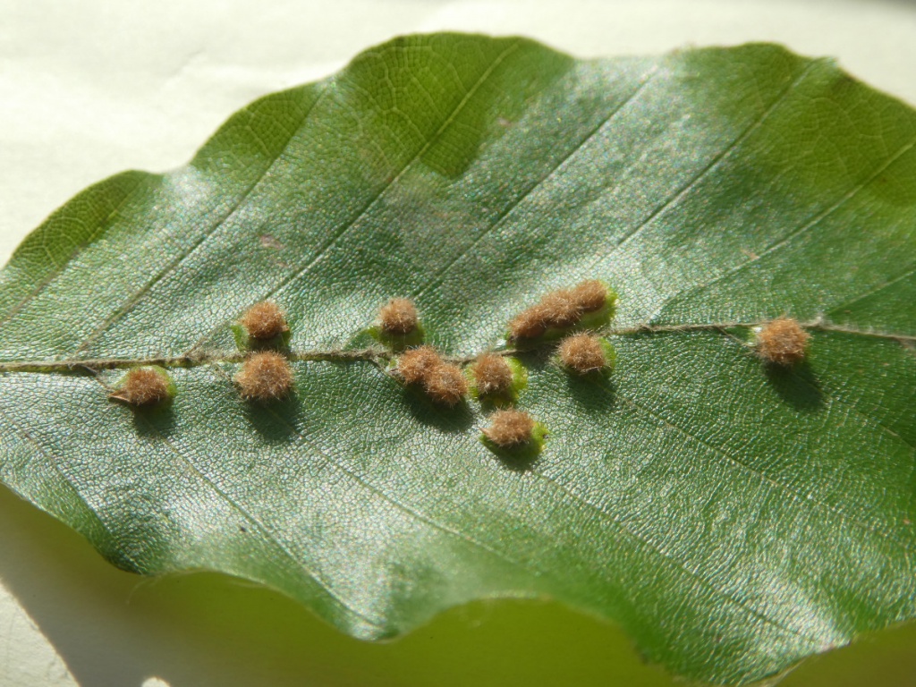 Hairy Beech Gall | NatureSpot