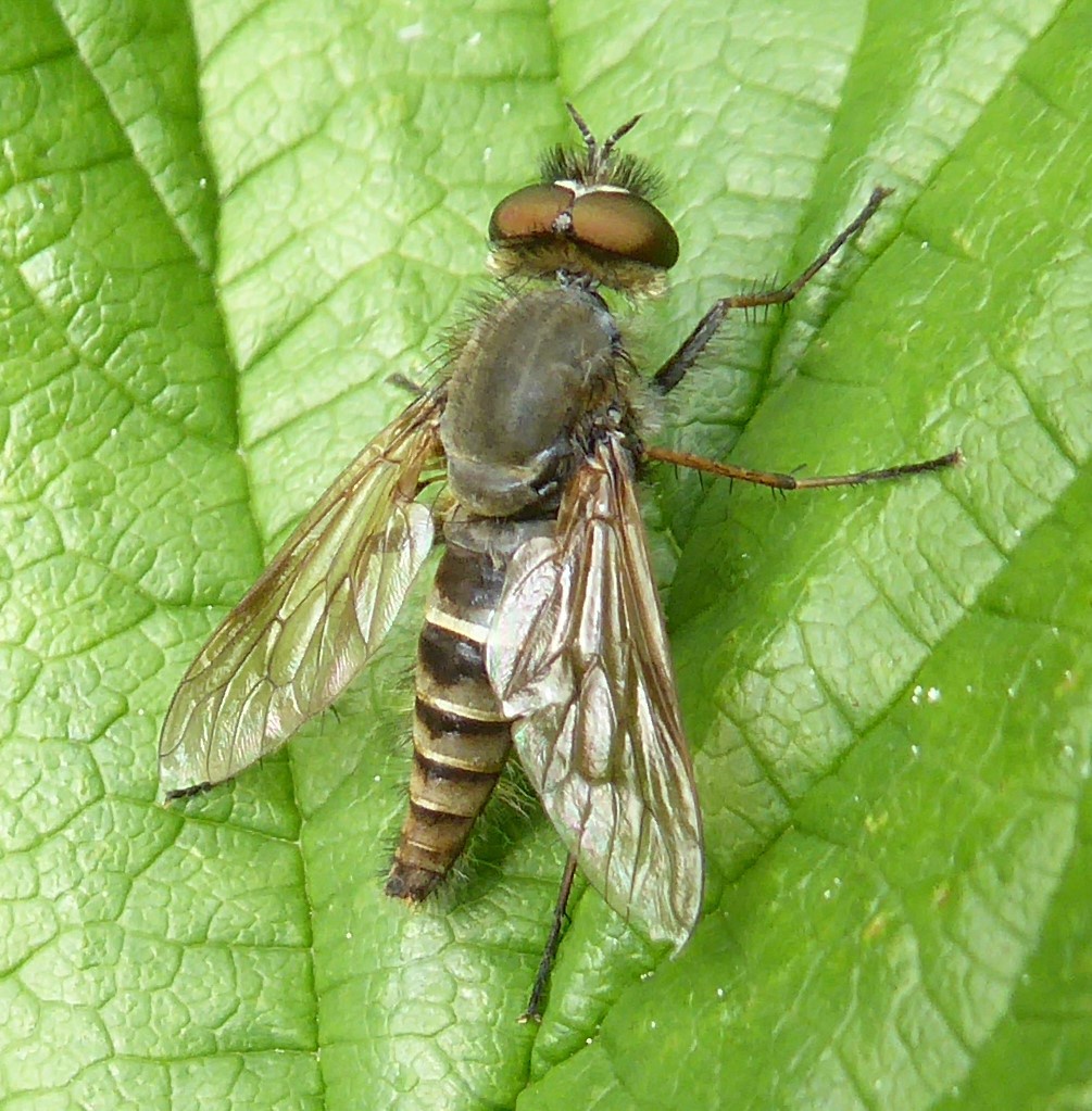 Thereva nobilitata | NatureSpot