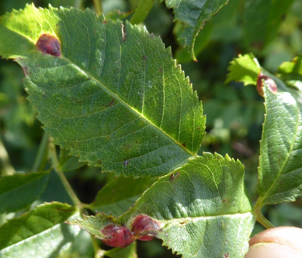 Diplolepis spinosissimae | NatureSpot