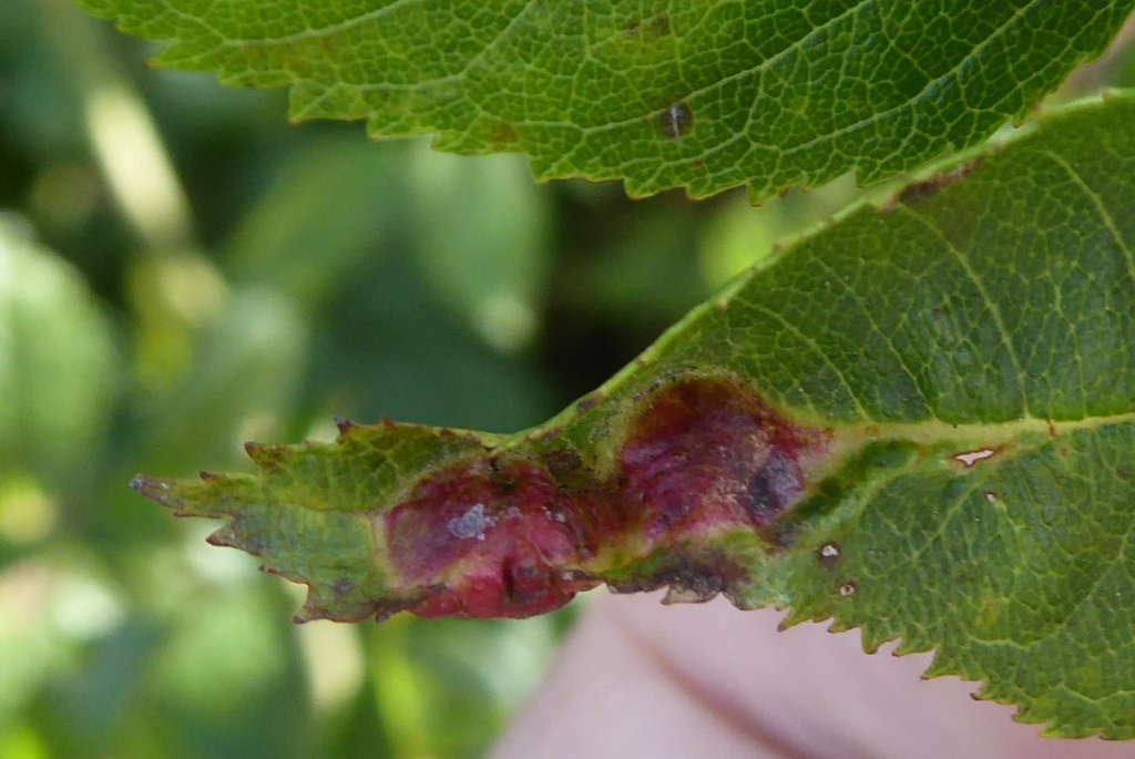 Diplolepis spinosissimae | NatureSpot