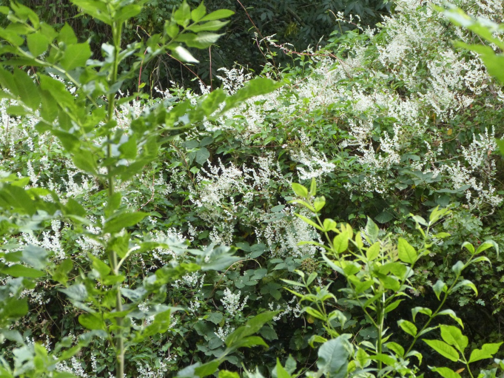 Russian-vine | NatureSpot