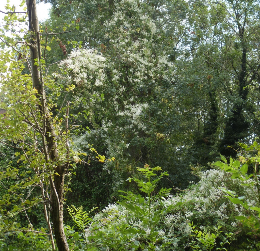 Russian-vine | NatureSpot