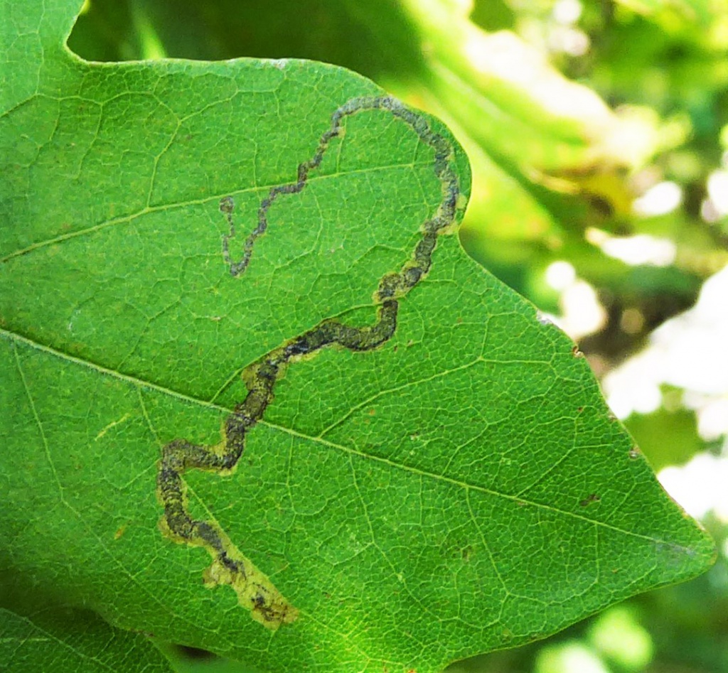 Stigmella aceris | NatureSpot