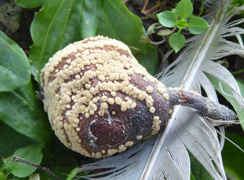 Monilinia fructigena | NatureSpot