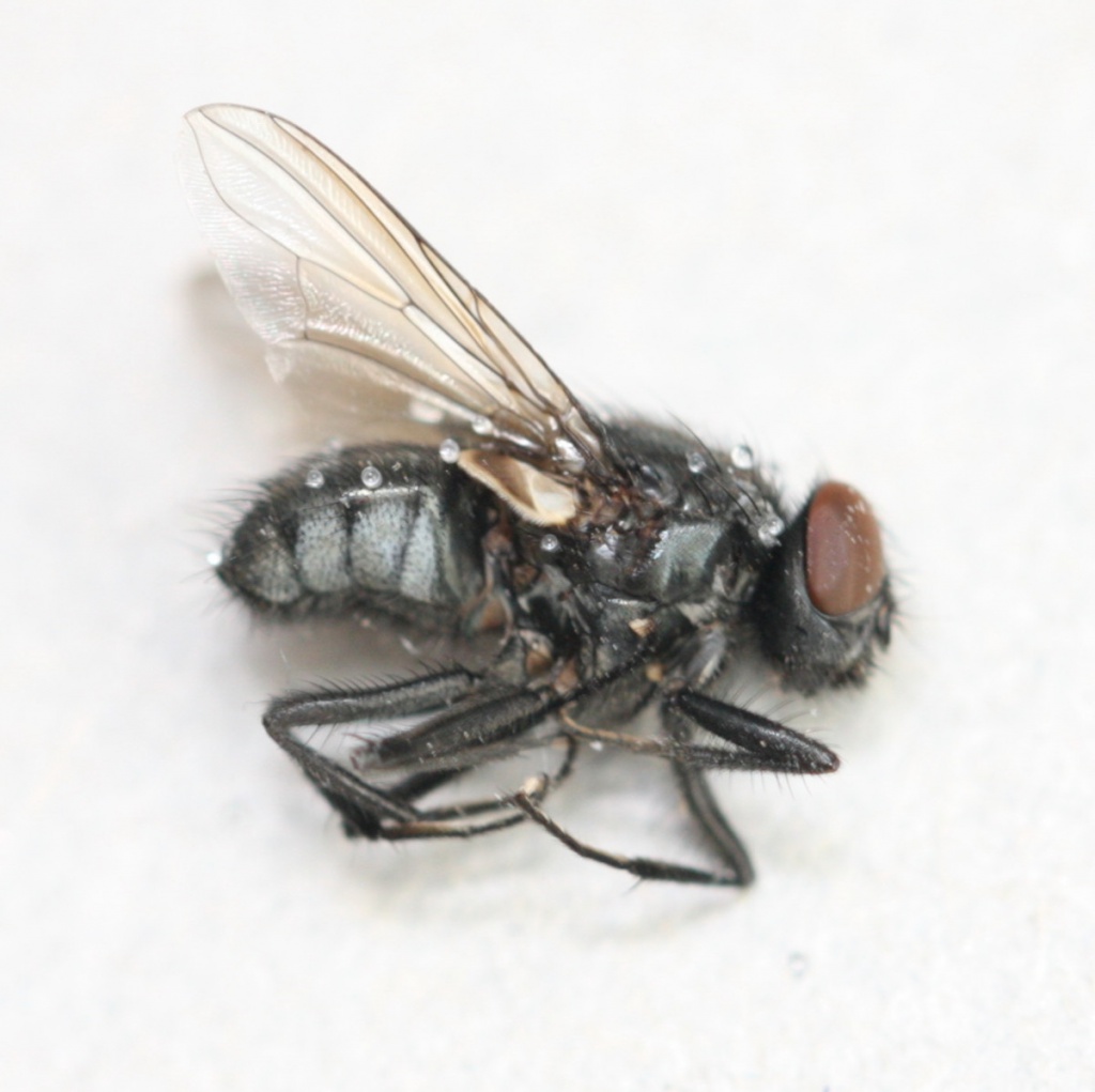 Morellia simplex | NatureSpot