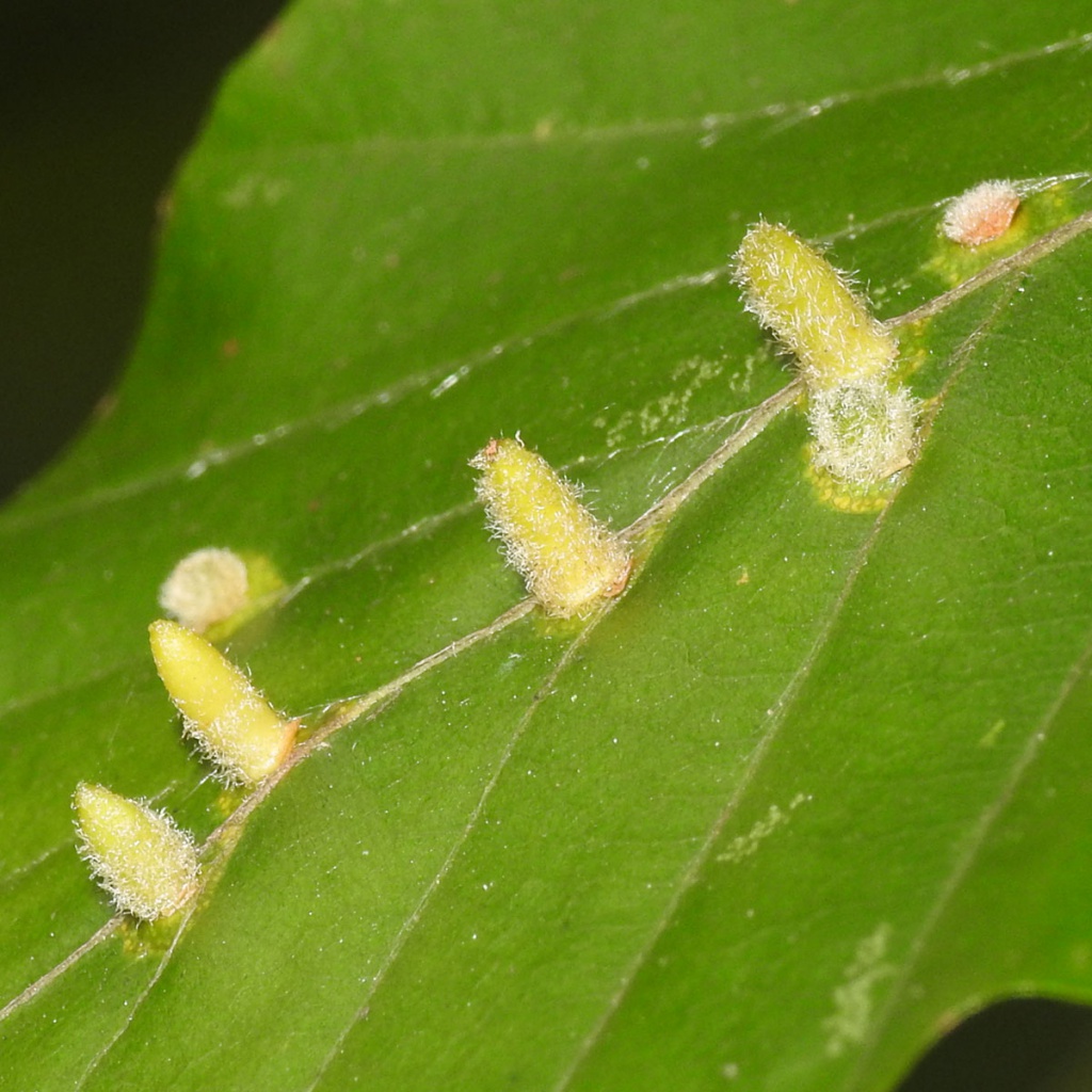 Hairy Beech Gall | NatureSpot