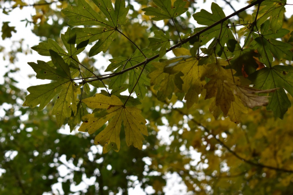 Field Maple | NatureSpot