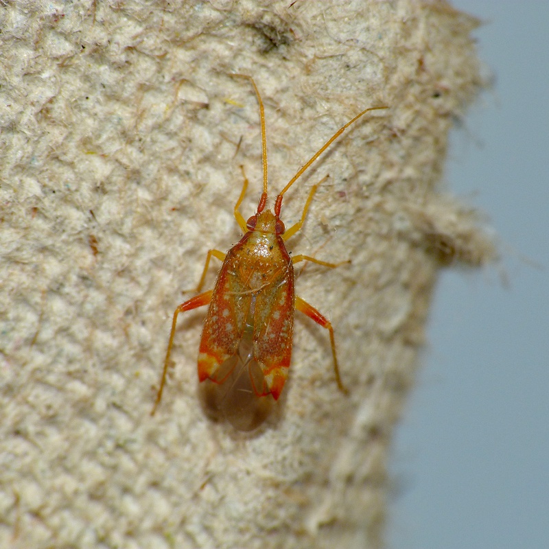 Pseudoloxops coccineus | NatureSpot