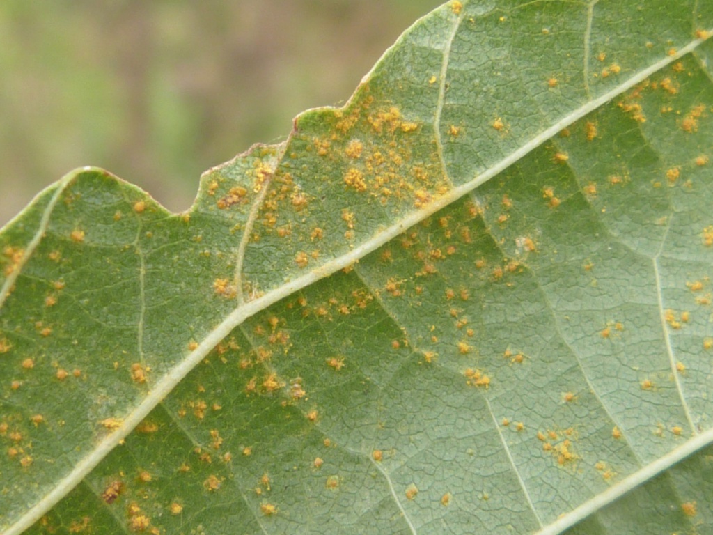 Birch Rust | NatureSpot