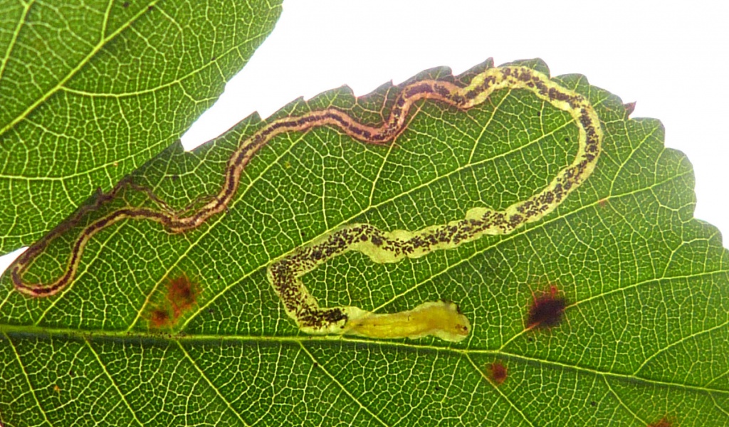 Stigmella aurella | NatureSpot