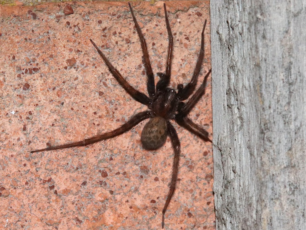 House Spider Pictures