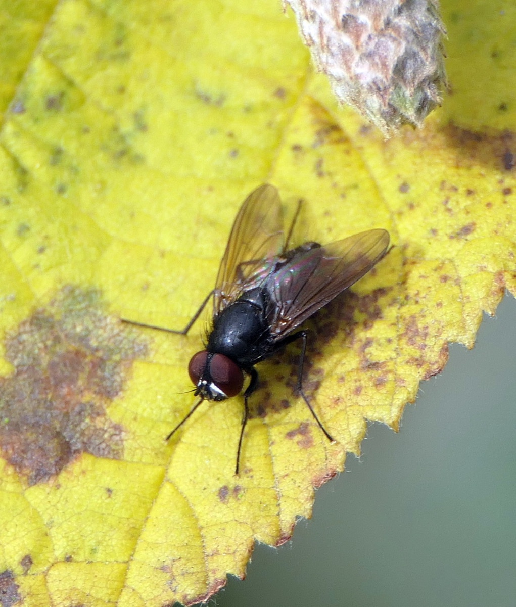 Hydrotaea dentipes | NatureSpot