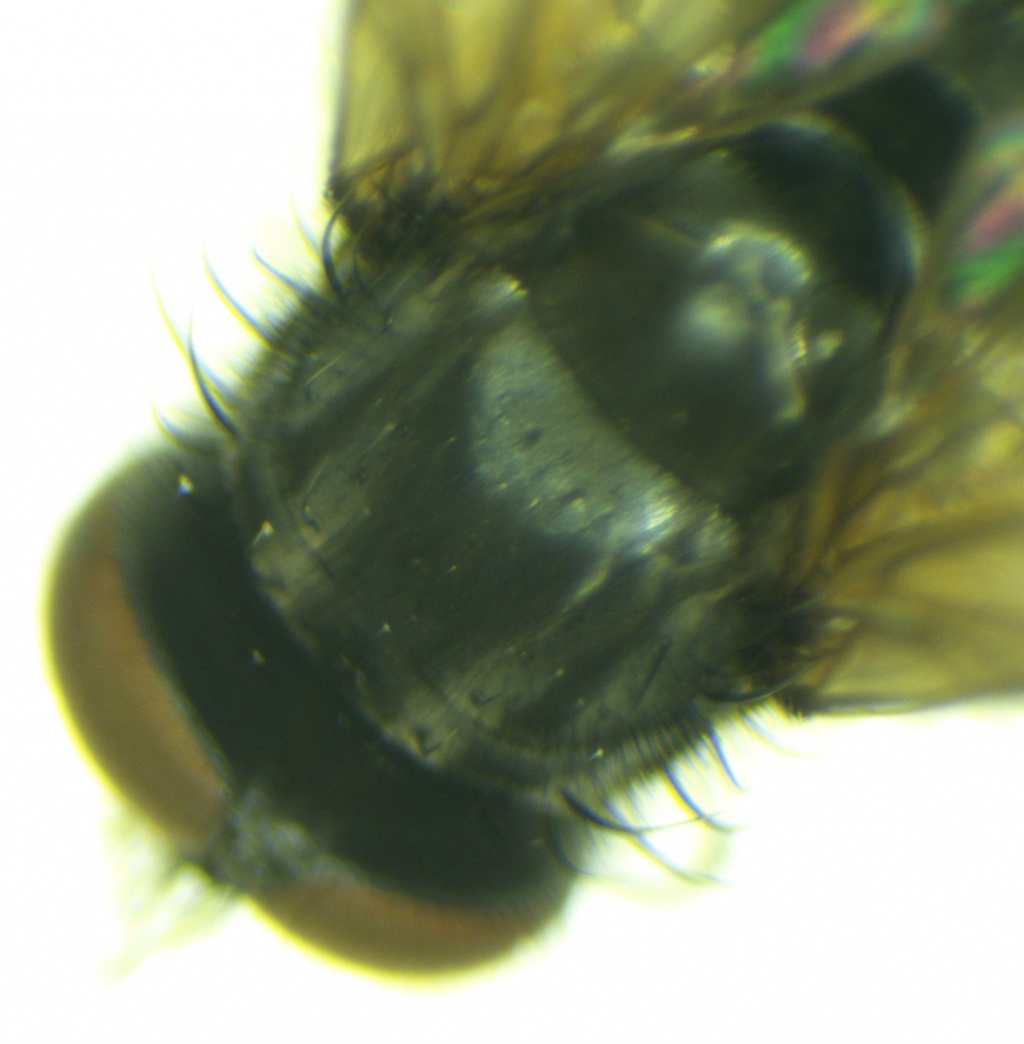 Hydrotaea dentipes | NatureSpot