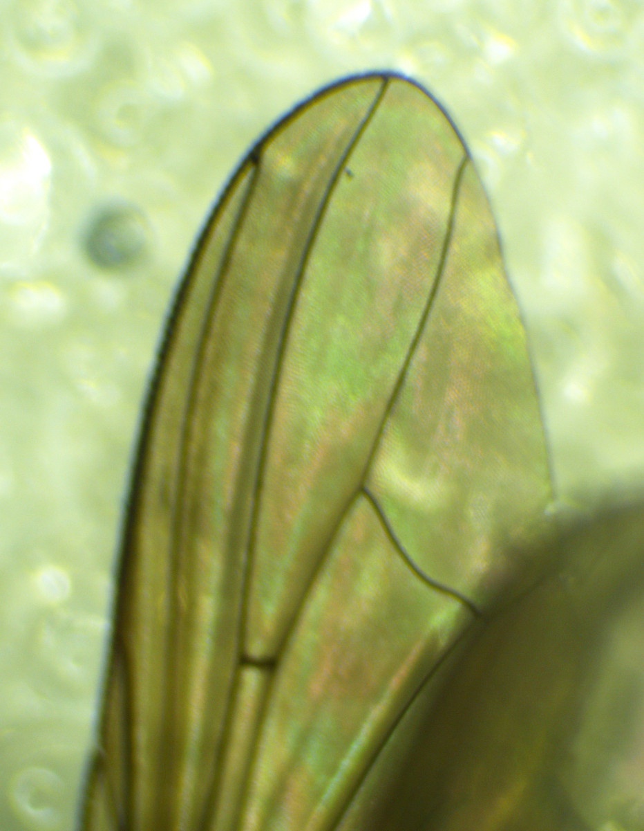 Hydrotaea dentipes | NatureSpot