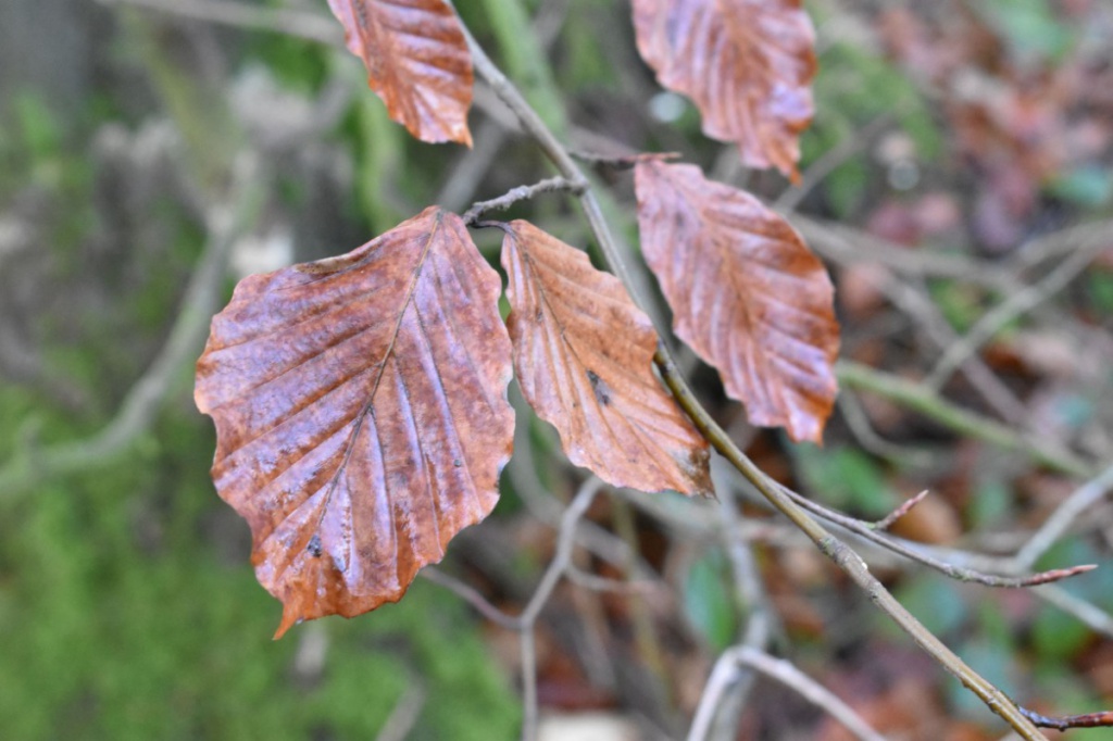 Beech | NatureSpot