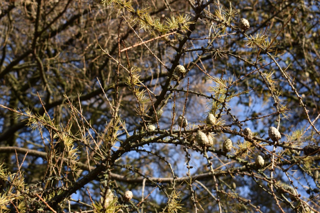 larch tree uk