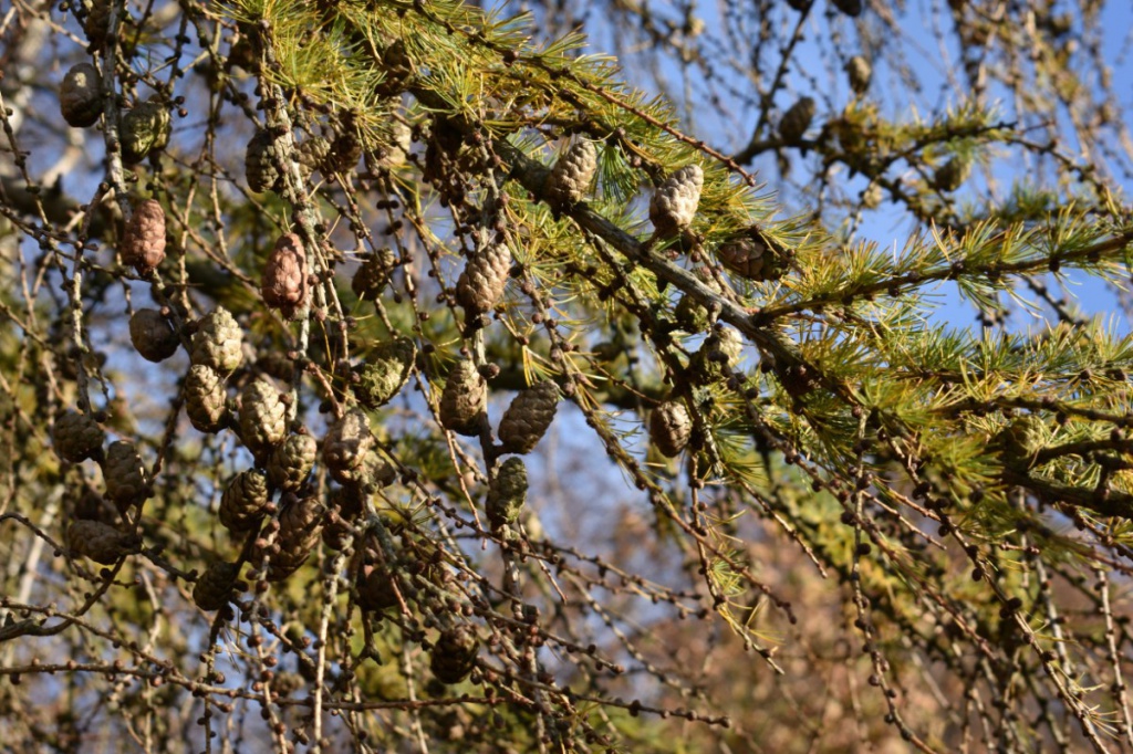 larch tree uk