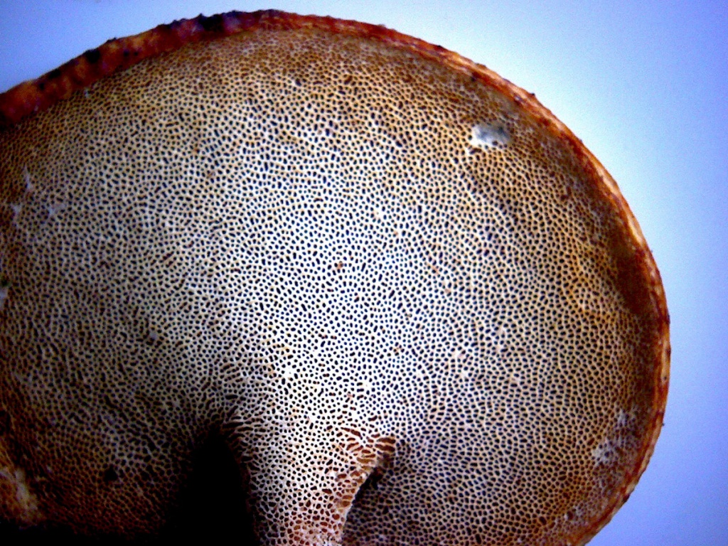 Polyporus Under A Microscope