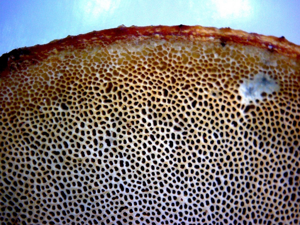 Winter polypore | NatureSpot