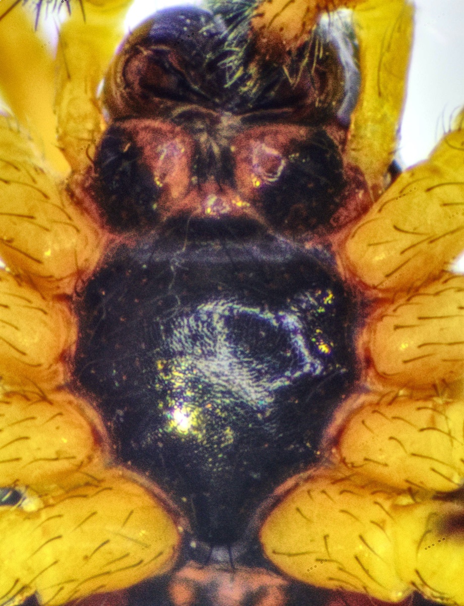 Hypsosinga pygmaea | NatureSpot