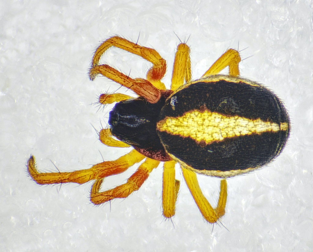 Hypsosinga pygmaea | NatureSpot