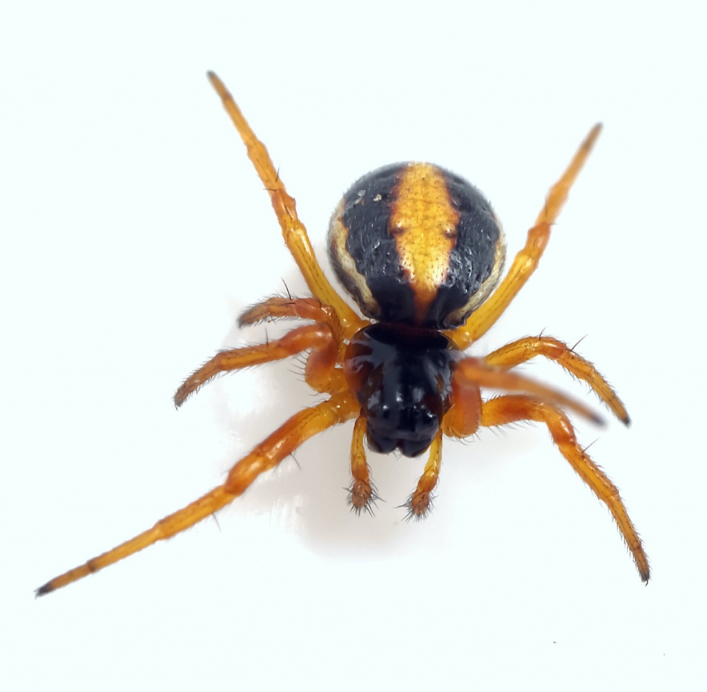 Hypsosinga pygmaea | NatureSpot