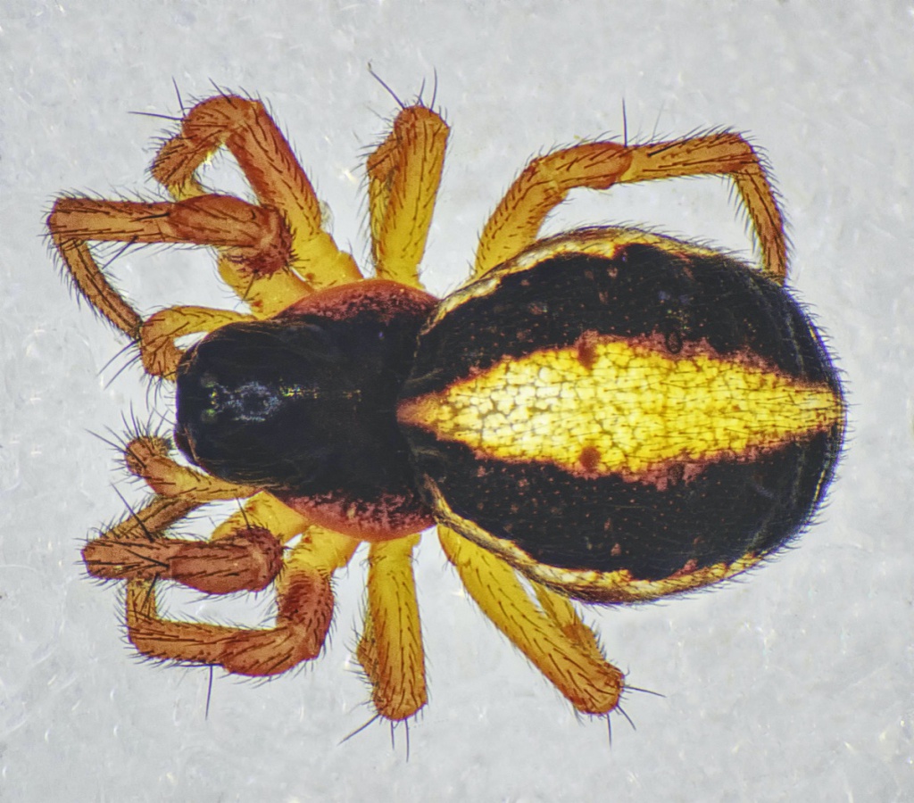 Hypsosinga pygmaea | NatureSpot