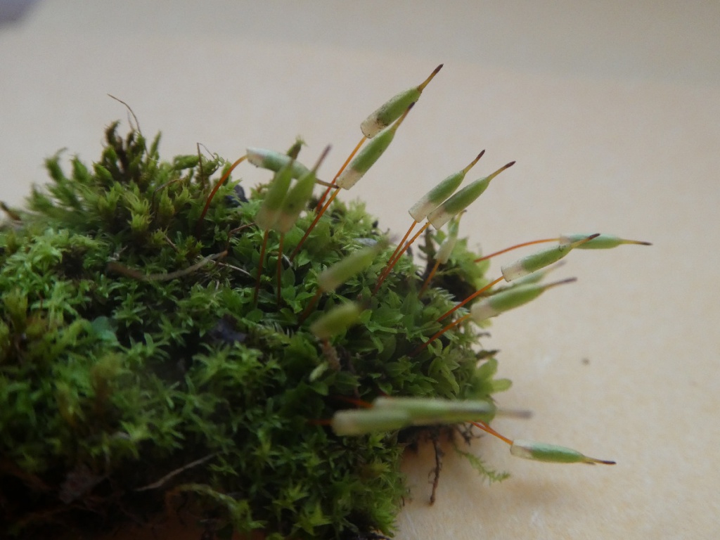 Common Extinguisher-moss | NatureSpot