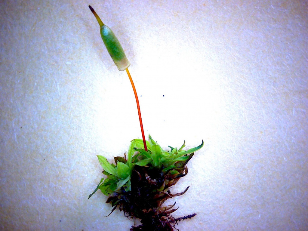 Common Extinguisher-moss | NatureSpot