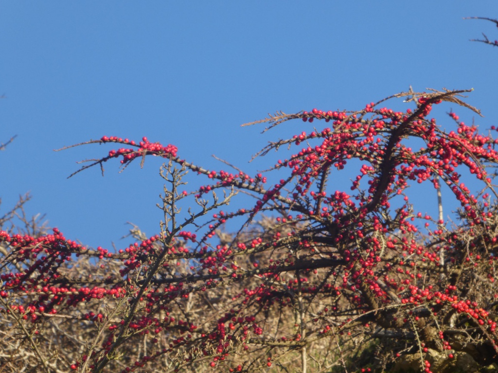 Wall Cotoneaster | NatureSpot