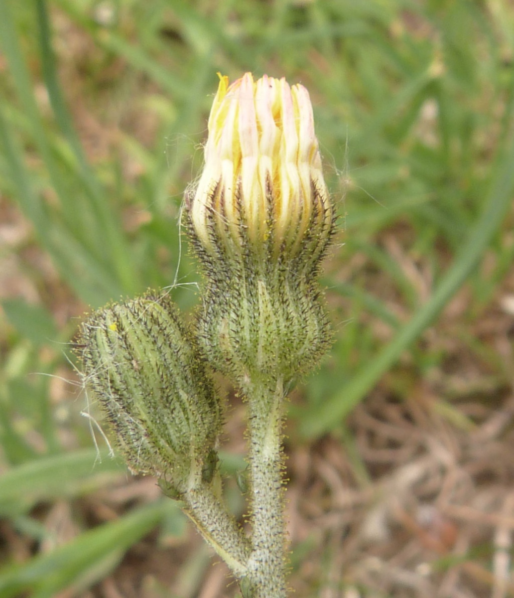 Spreading Mouse-ear-Hawkweed | NatureSpot