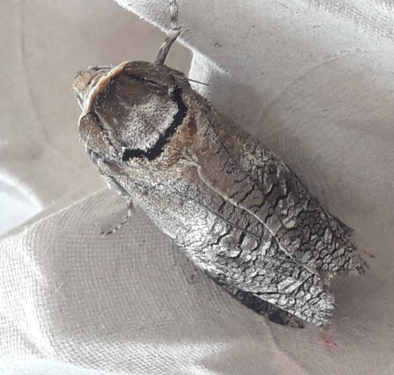 Goat Moth | NatureSpot