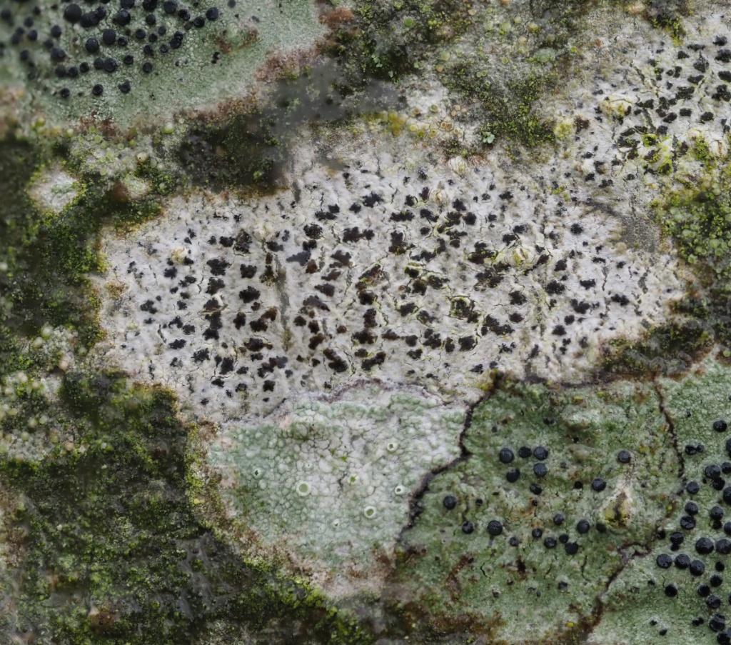 Arthonia radiata | NatureSpot