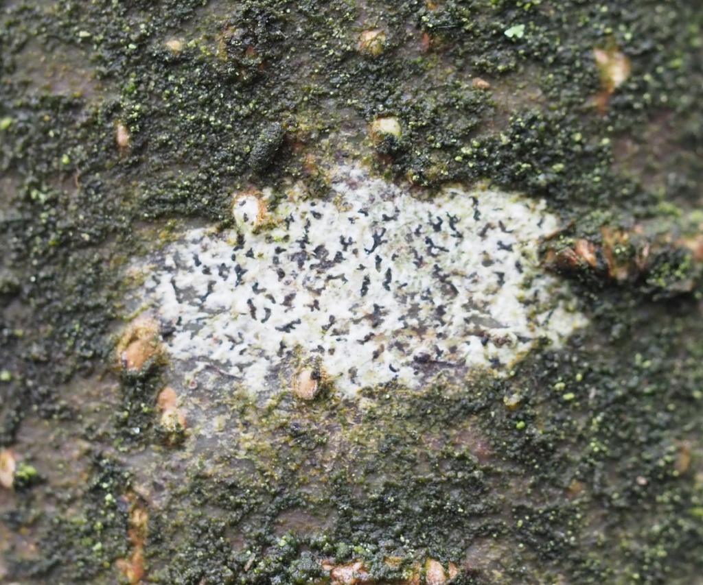 Arthonia radiata | NatureSpot