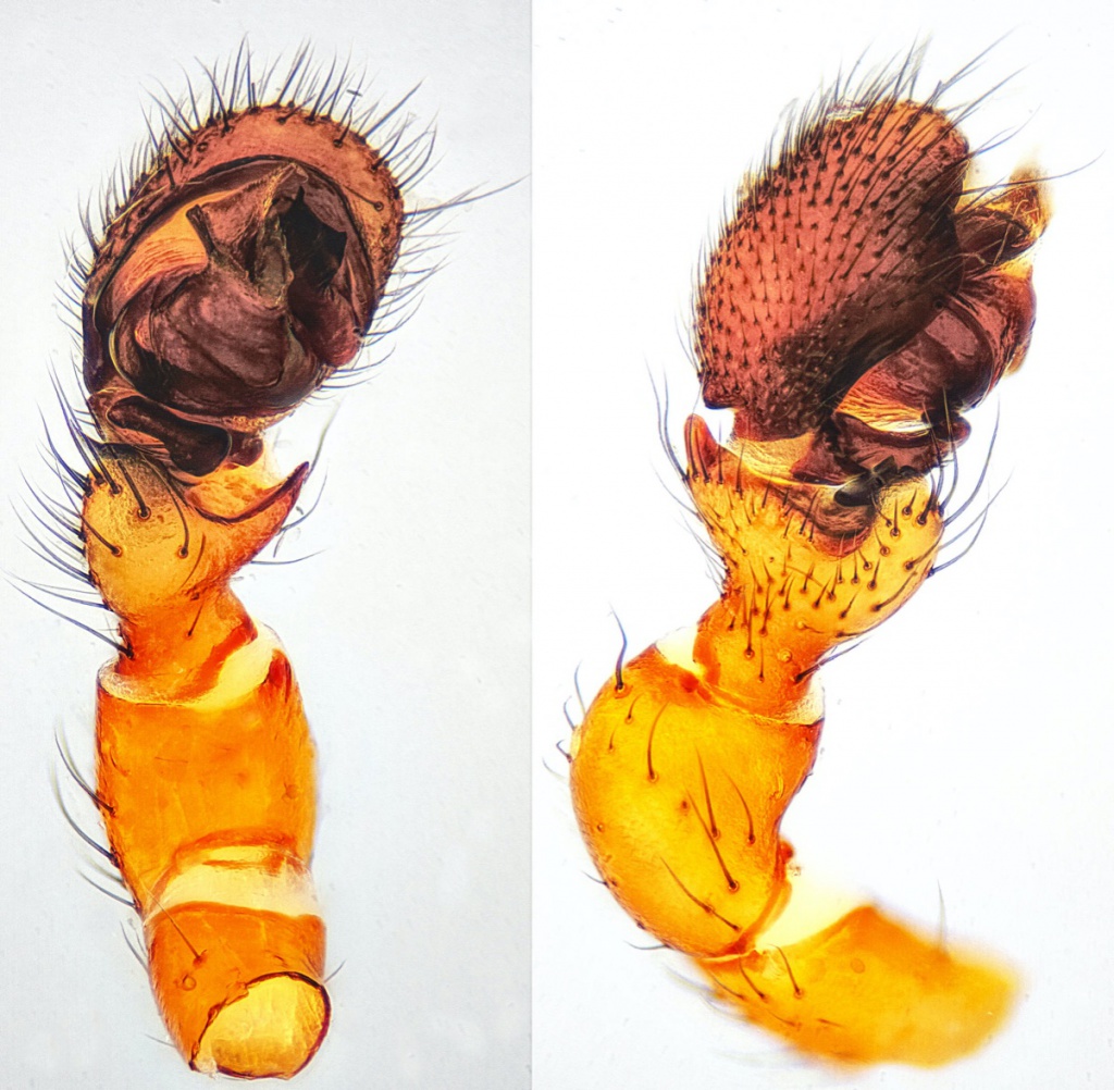 Gongylidium rufipes | NatureSpot